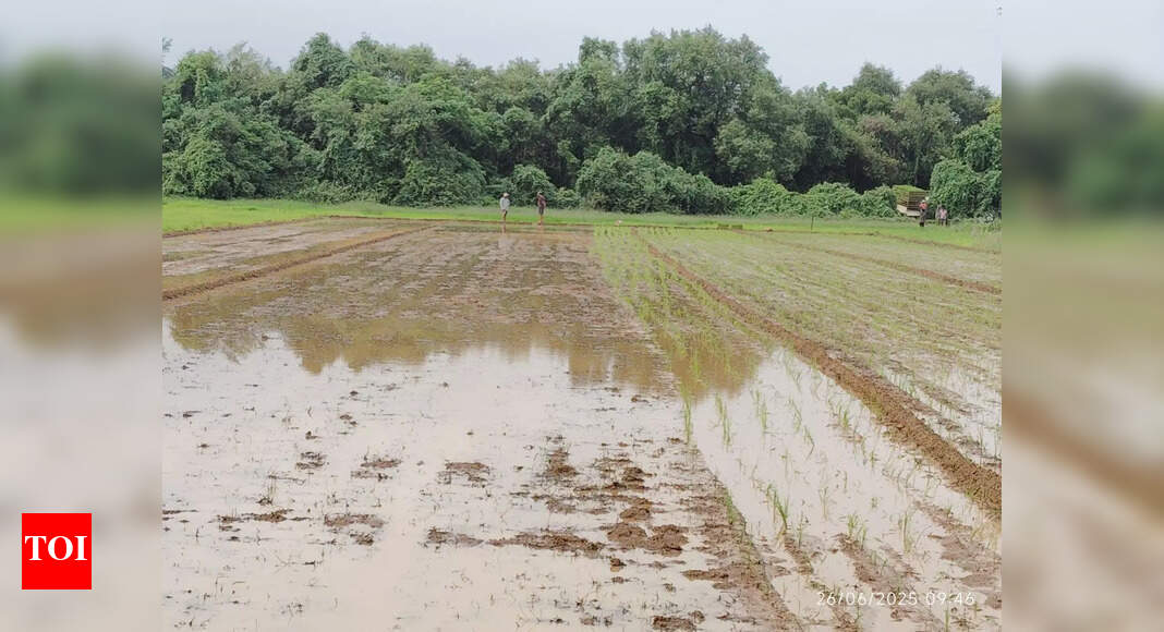 Camurlim, Cumbharjua farmers use tech to transplant paddy and save time ...