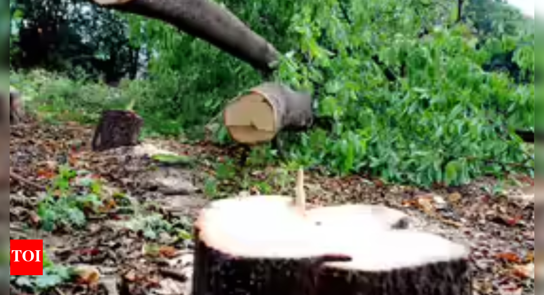 Sandalwood tree stolen from CSIR-NBRI campus in Lucknow; FIR filed ...