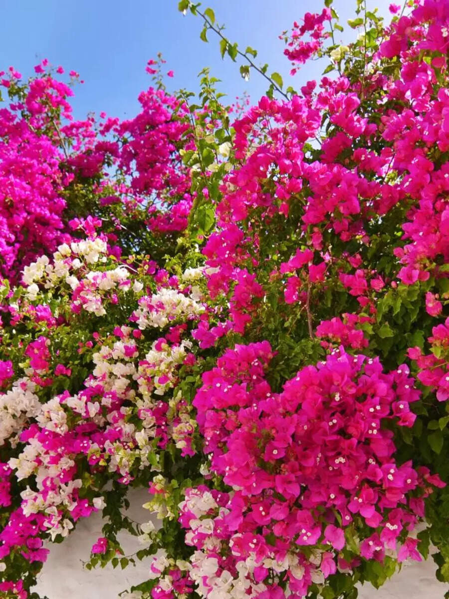 8 beautiful creepers for your balcony | Times of India