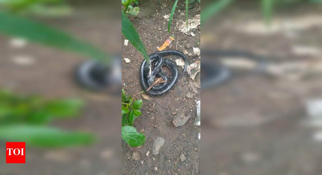 19-Year-Old Girl Dies of Snakebite While Asleep in Palso Badhe Village ...