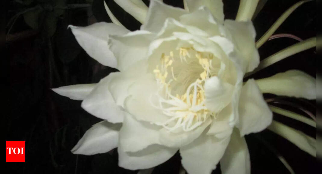 Brahma Kamal plant benefits: Placement tips to attract positive energy and help it grow well ...