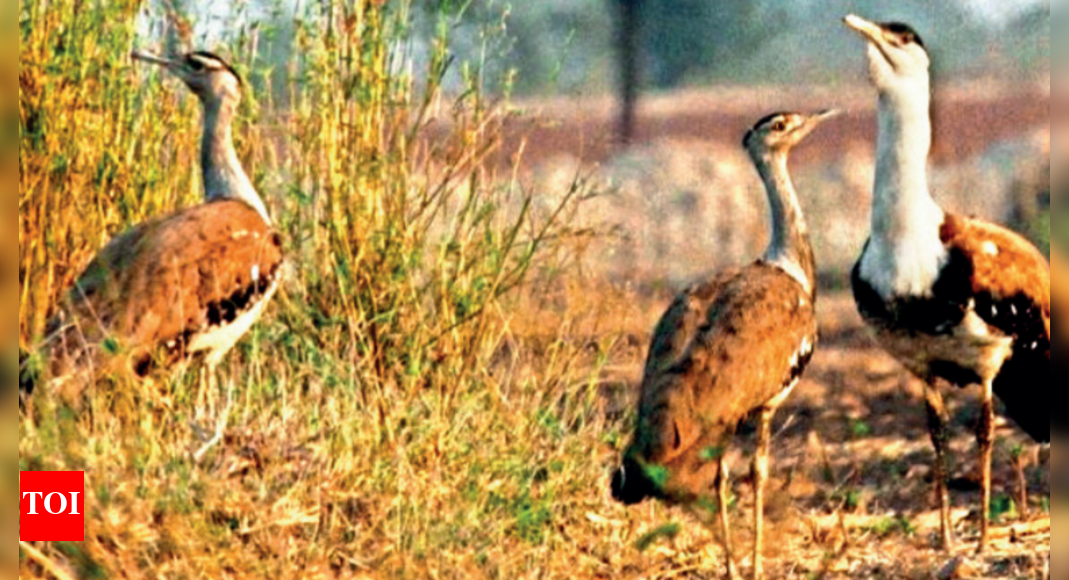 Great Indian Bustards (GIB) revival hits roadblock again as Rajasthan ...