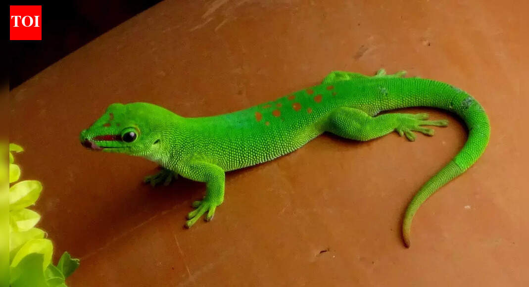 8 types of lizards found across India and how they survive