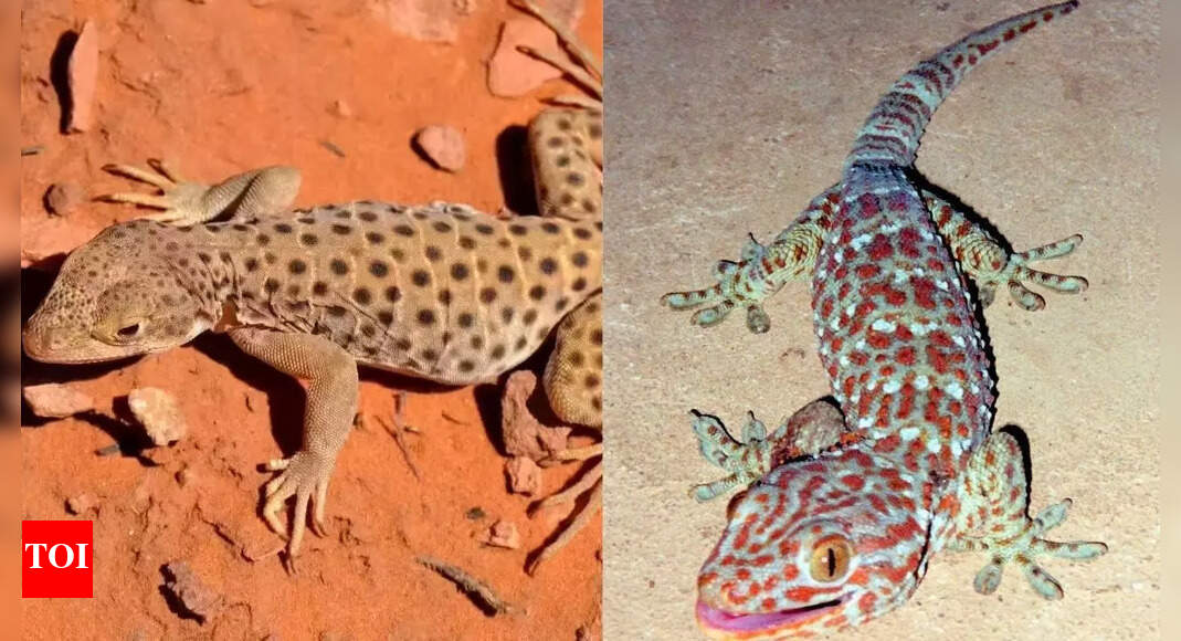 Lizards vs geckos: Key differences in appearance, habitat, reproduction ...