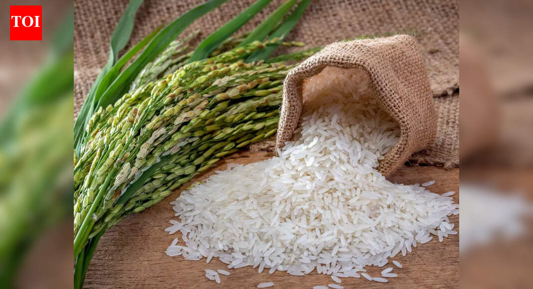 Are rice bugs infectious? How to remove them from rice?