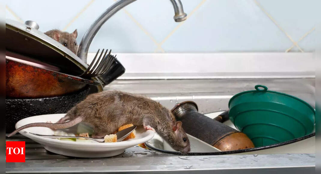 Forget old rat traps and try these 6 natural repellents to keep rats ...