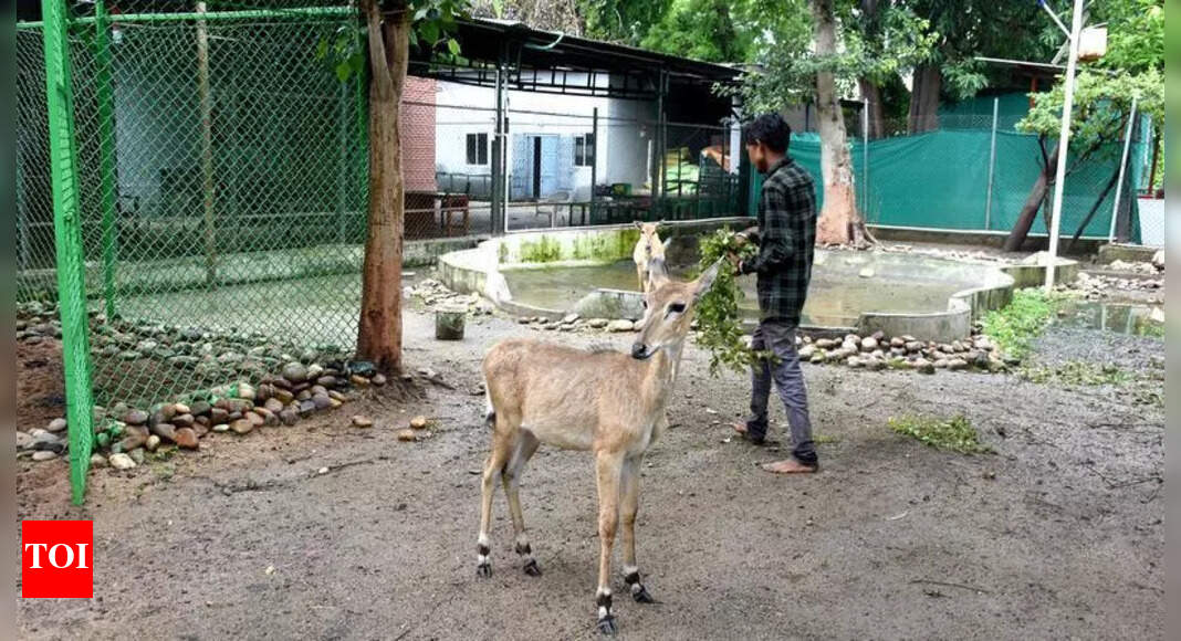 DJ music, crackers add to trauma of rescued animals | Vadodara News ...