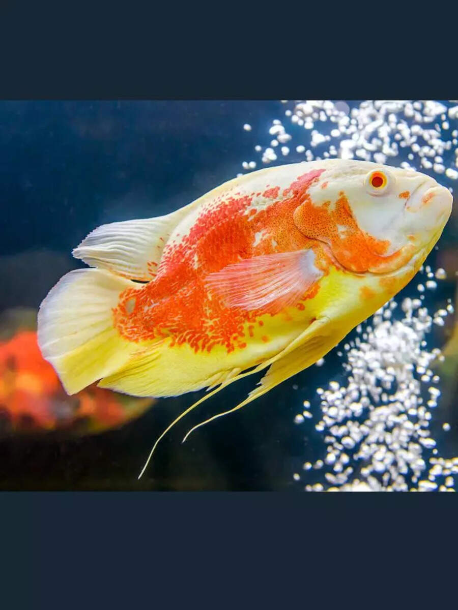 10 things to know before getting a pet Oscar fish - Rclipse.Com