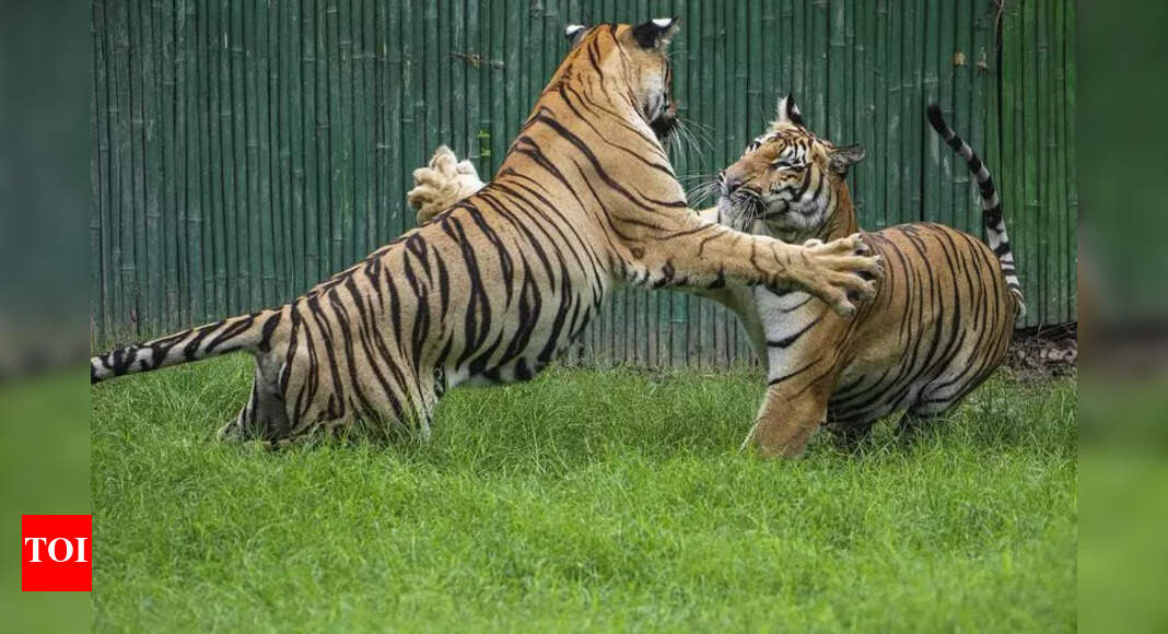 Uttar Pradesh has seen a steady rise in its tiger population | Lucknow News - Times of India