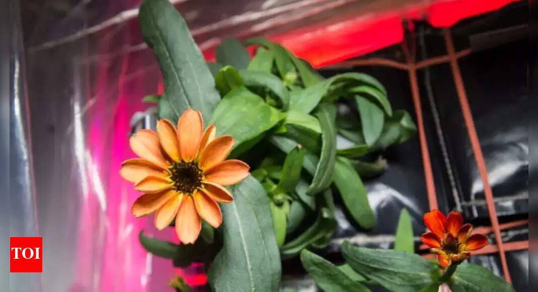 NASA proves growing plants in space is key to healthy astronaut life on ...