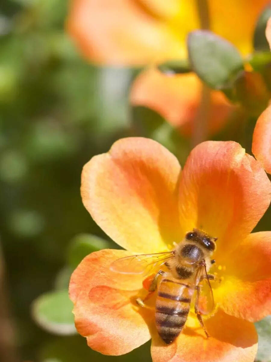 8 plants that invite pollinators to your balcony garden | Times of India