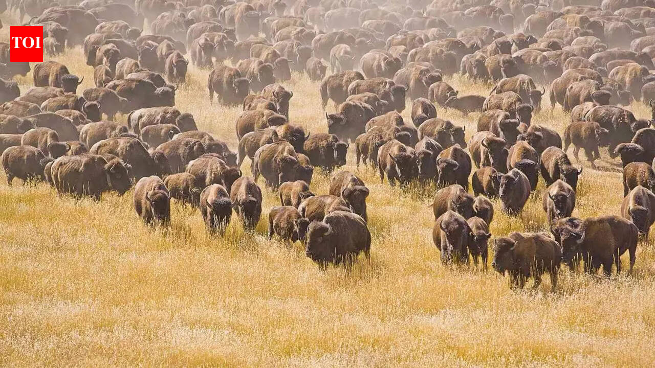 7 animals that can sense natural disasters before they strike ...