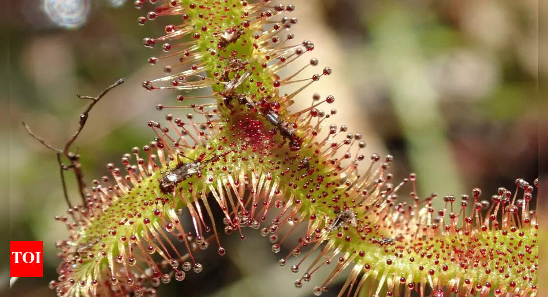 Nature's meat eaters: Everything you need to know about carnivorous ...