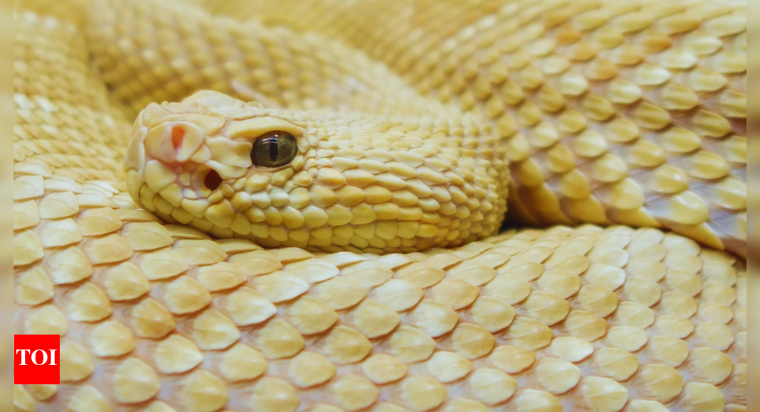 One snake per square metre: How the Snake Island turned no-go zone ...