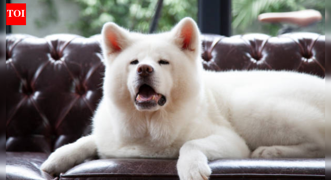 Japanese Akita: 10 amazing traits of the dog breed that made Hachiko a ...
