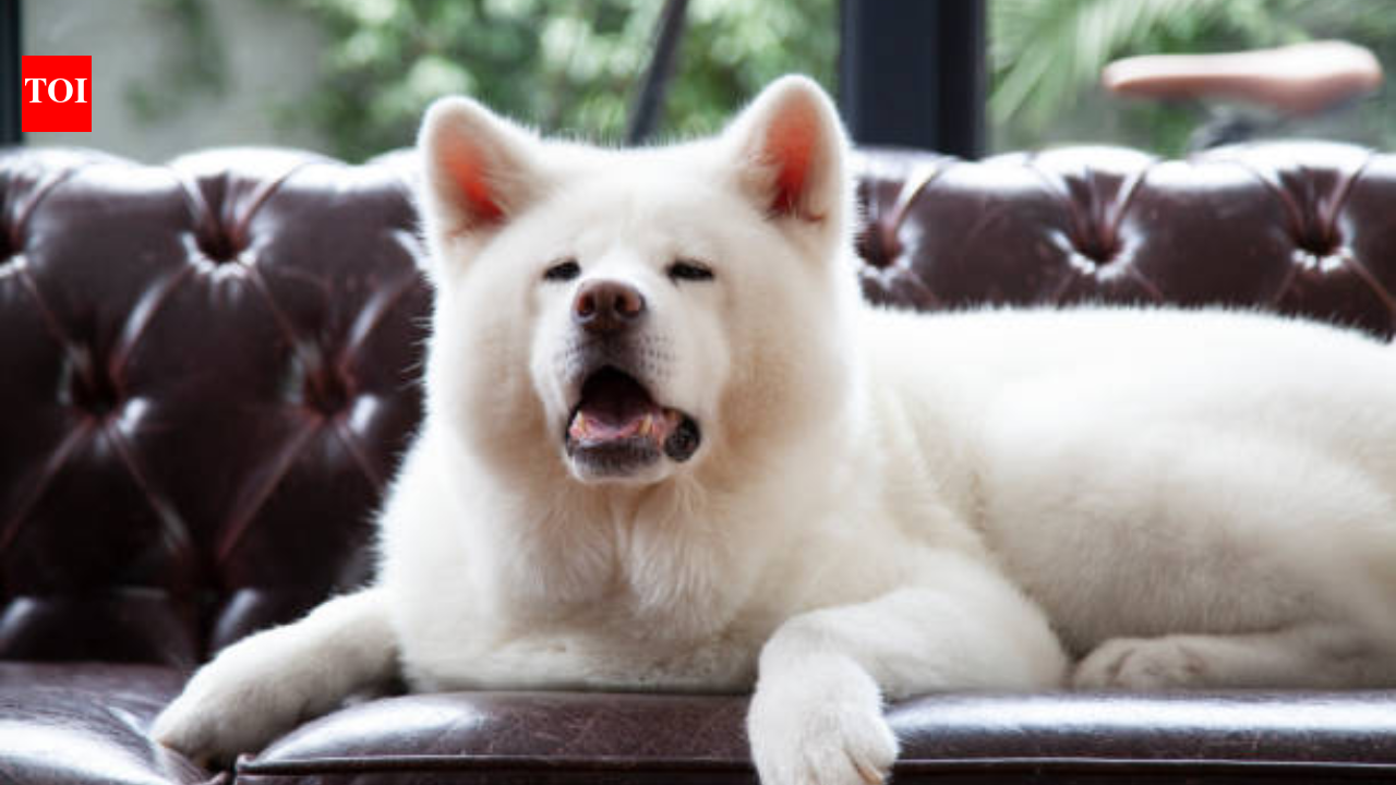 Japanese Akita: 10 amazing traits of the dog breed that made Hachiko a ...