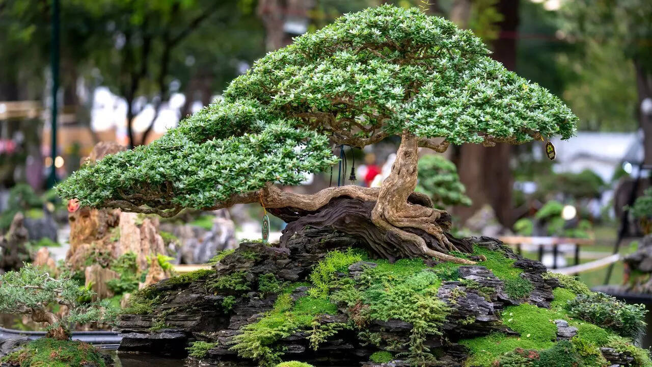 How to Design a Bonsai Landscape Garden: Expert Tips - Garden