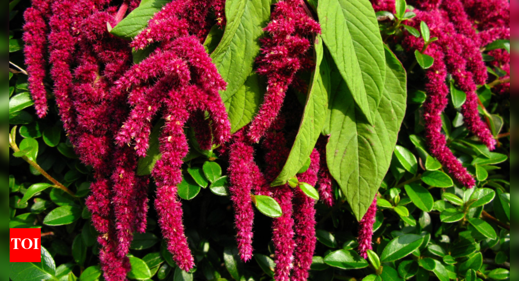 Why Amaranth is a must-have plant for every home gardener and how to ...