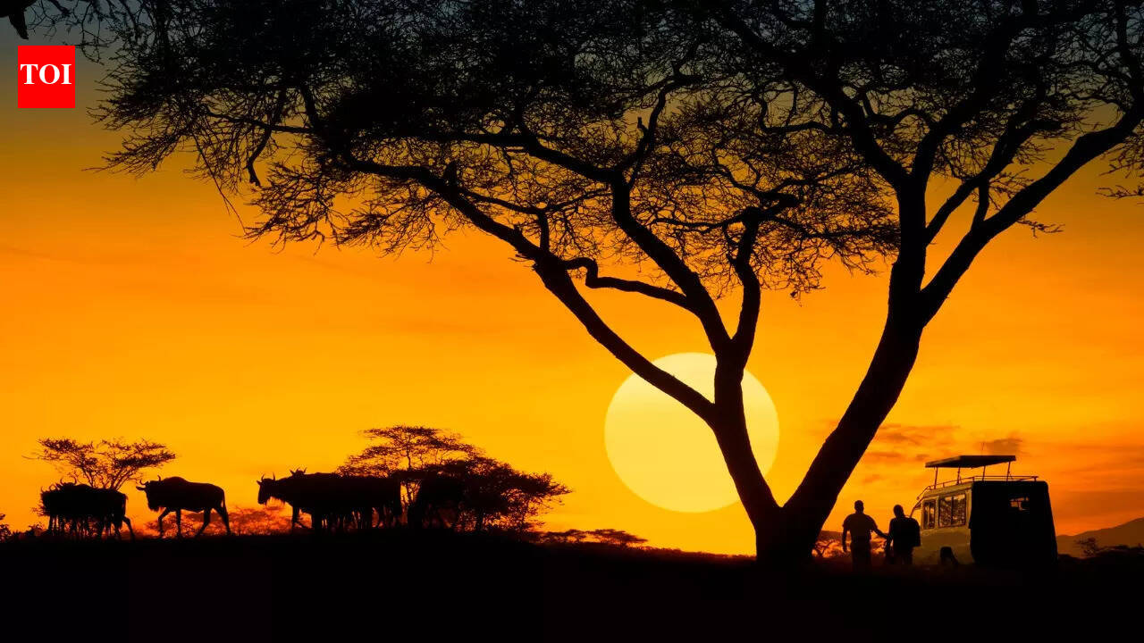 10 nocturnal animals that can be spotted during night safari
