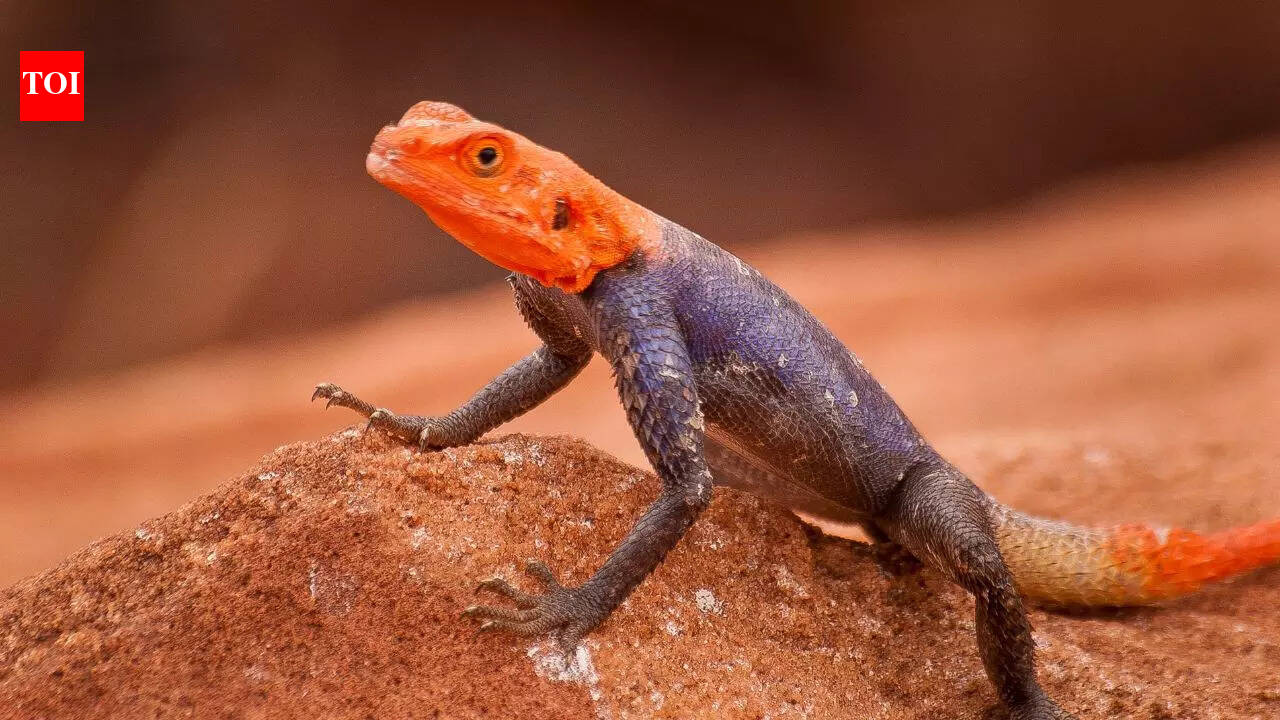 5 most colourful lizards that seem to be painted on a canvas
