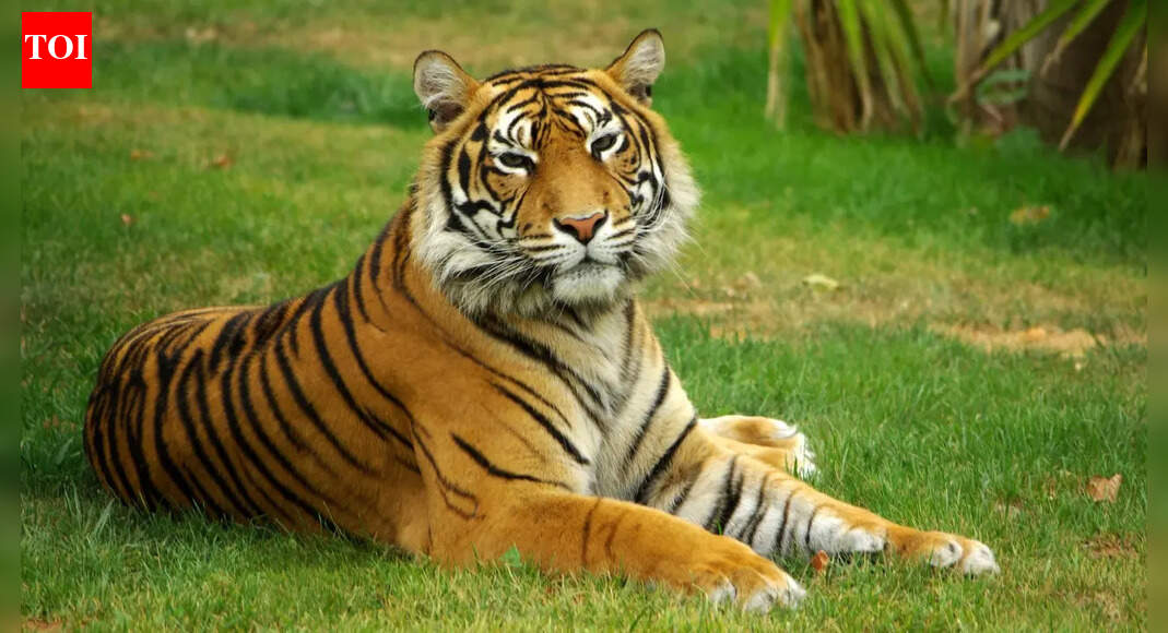 Top 10 countries with the largest wild tiger populations in 2025