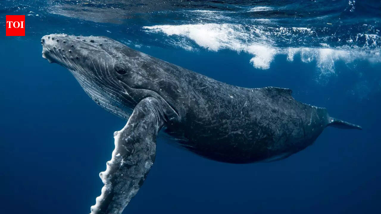5 animals that survive without eating for days