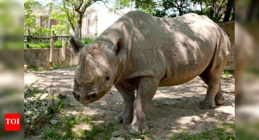 More forest camps for animal protection in KNP - Times of India