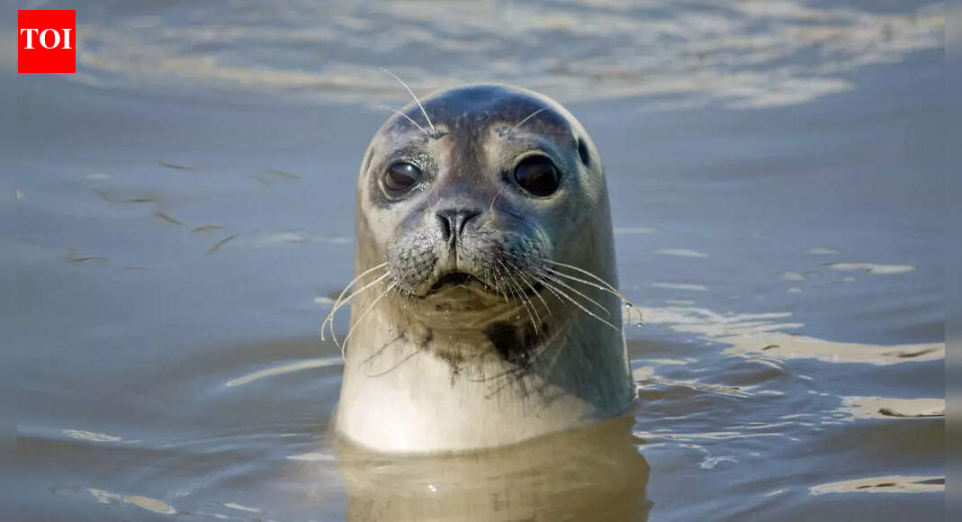 From “Earless” Hearing to Deep-Sea Naps: 6 Wild Seal Facts - The Times ...