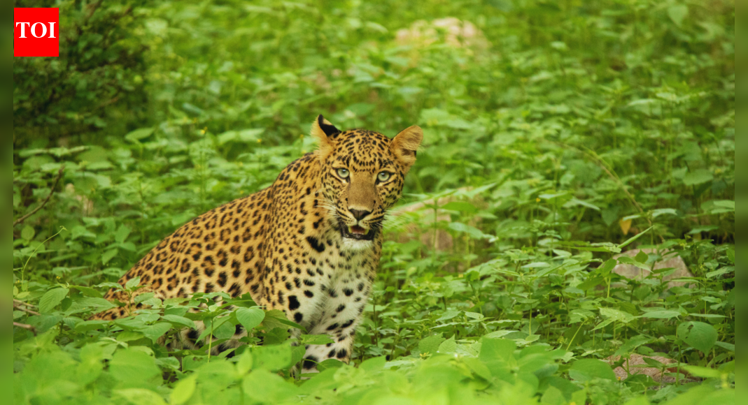 Spotted: Top 10 places to see leopards in India