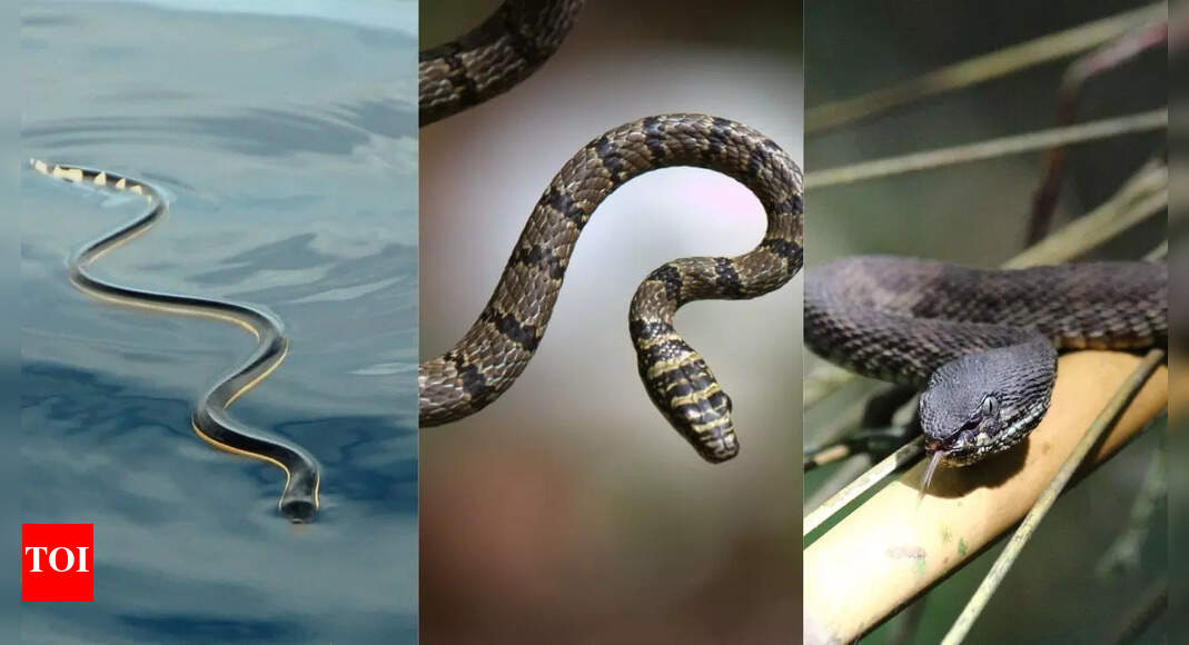 10 snakes that can swim or fly naturally in the wild | - Times of India