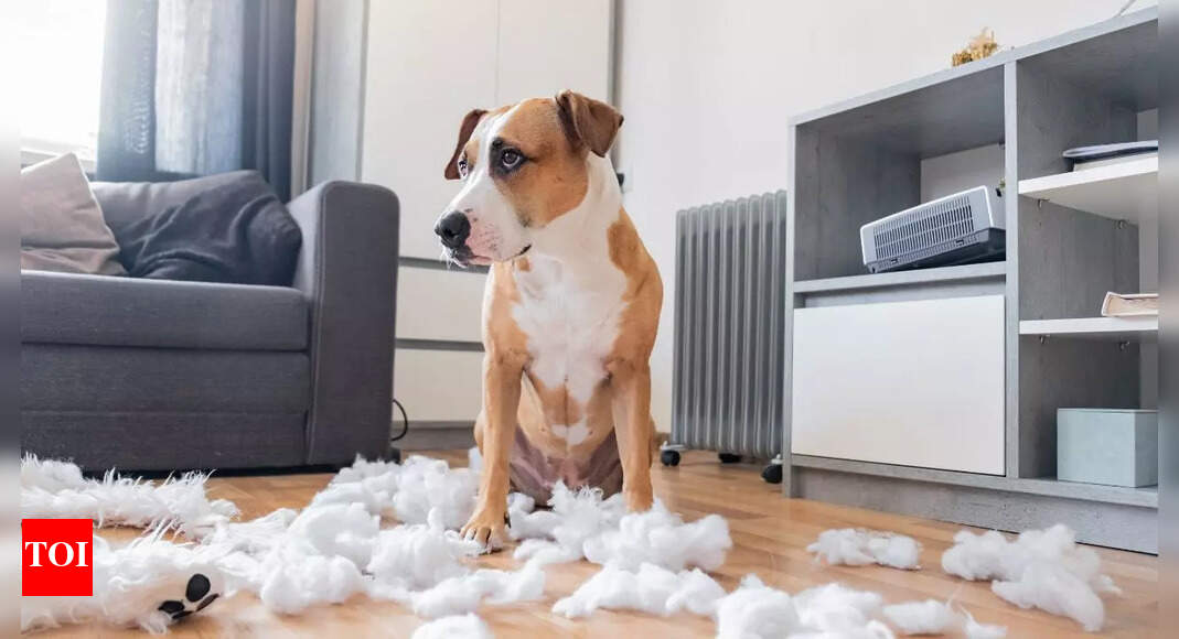 14 Most common dog behaviour problems and how to fix them through ...