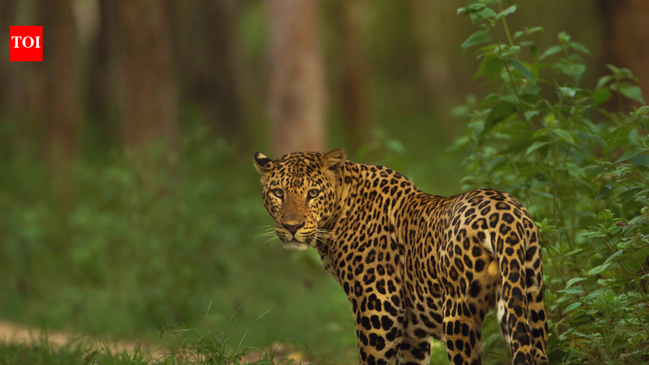 Exploring wild side of Goa: 5 wildlife sanctuaries that are a treat to ...