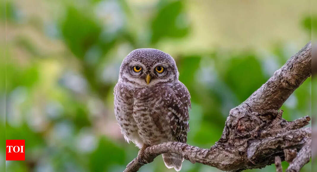 Where to see the rare forest owlet in India: 7 top destinations for ...