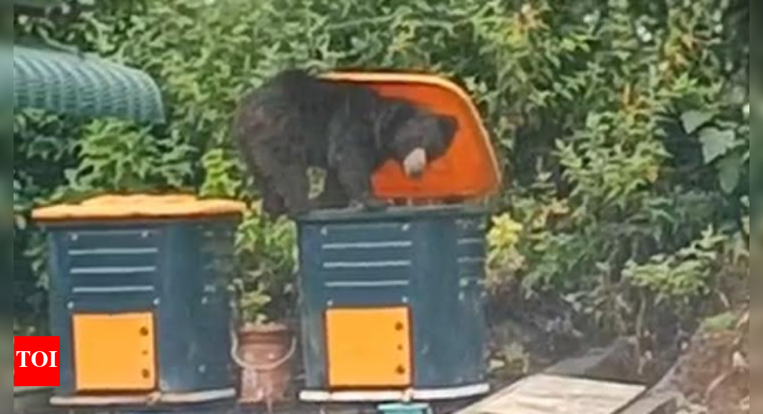 Forest dept captures wandering sloth bear in Ooty | Coimbatore News ...