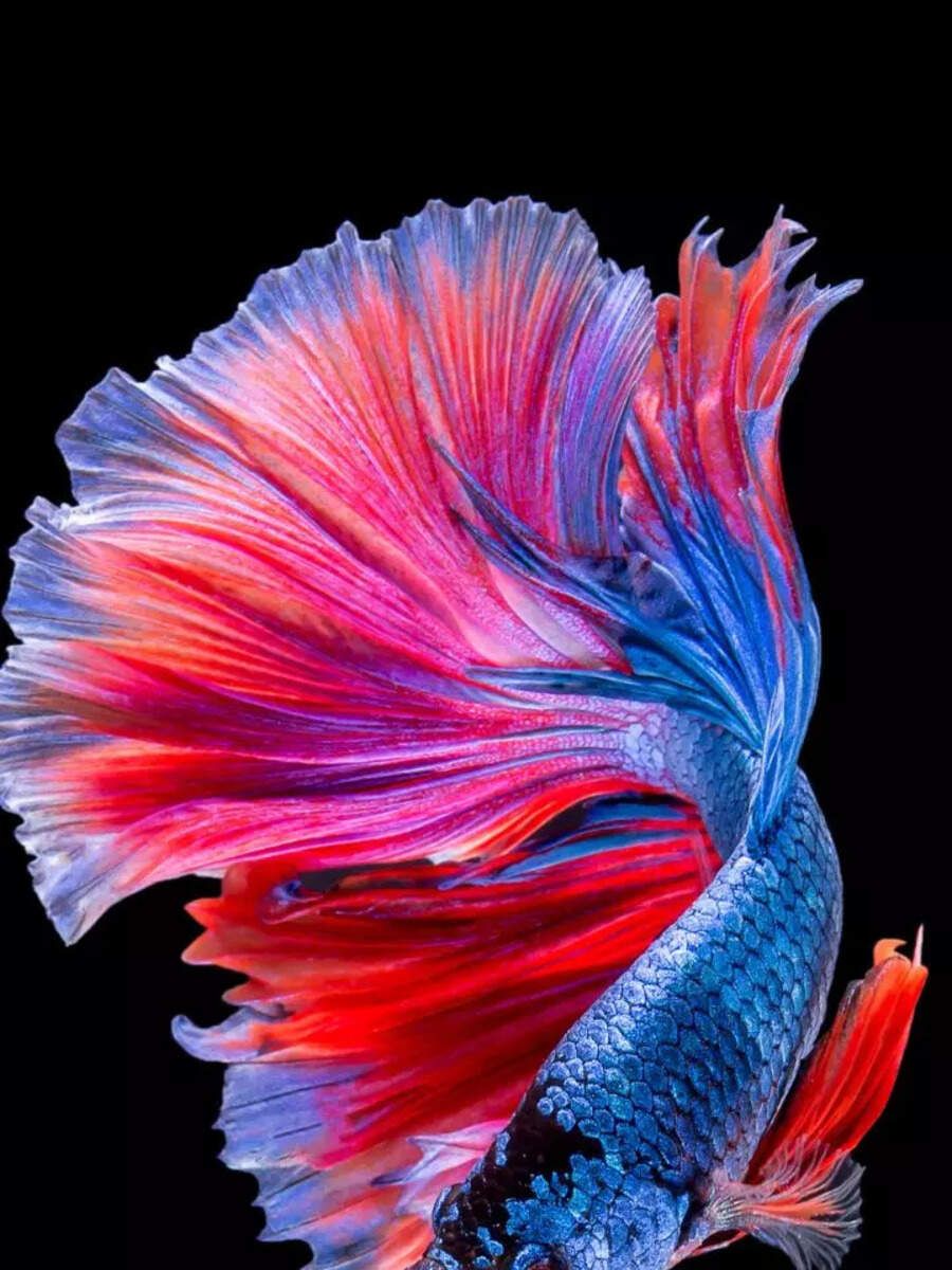 10 beautiful and low-maintenance fishes for home aquariums | Times of India