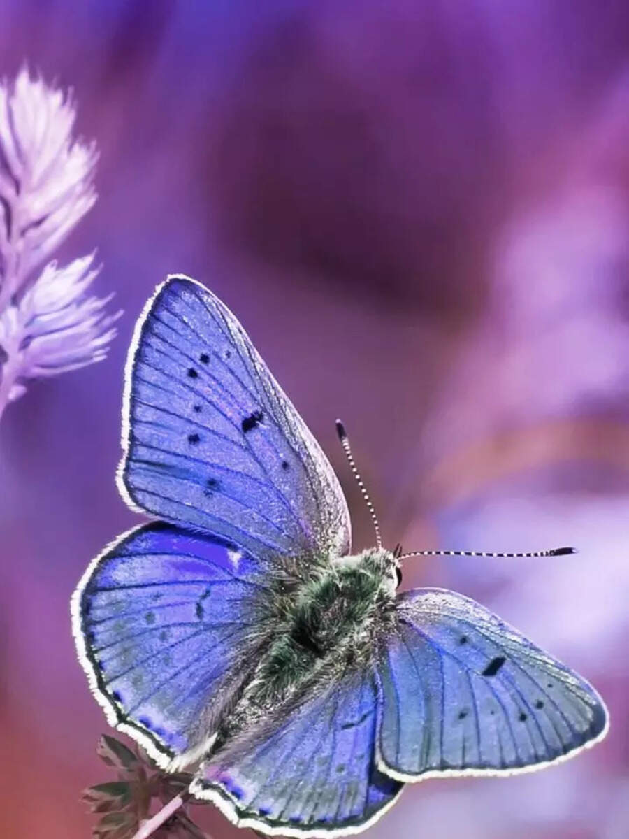 8 creatures that smell with their feet | Times of India