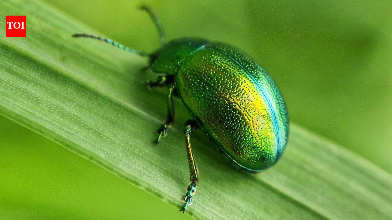 Think Insects Are Ugly? These 5 Will Change Your Mind