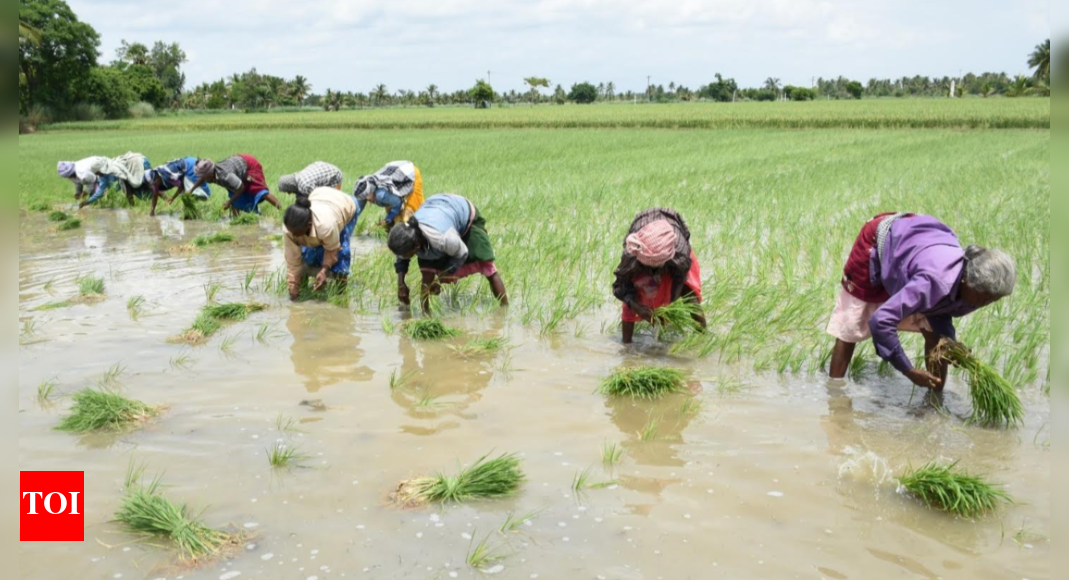 Timely irrigation gives fillip to kuruvai cultivation | Trichy News ...