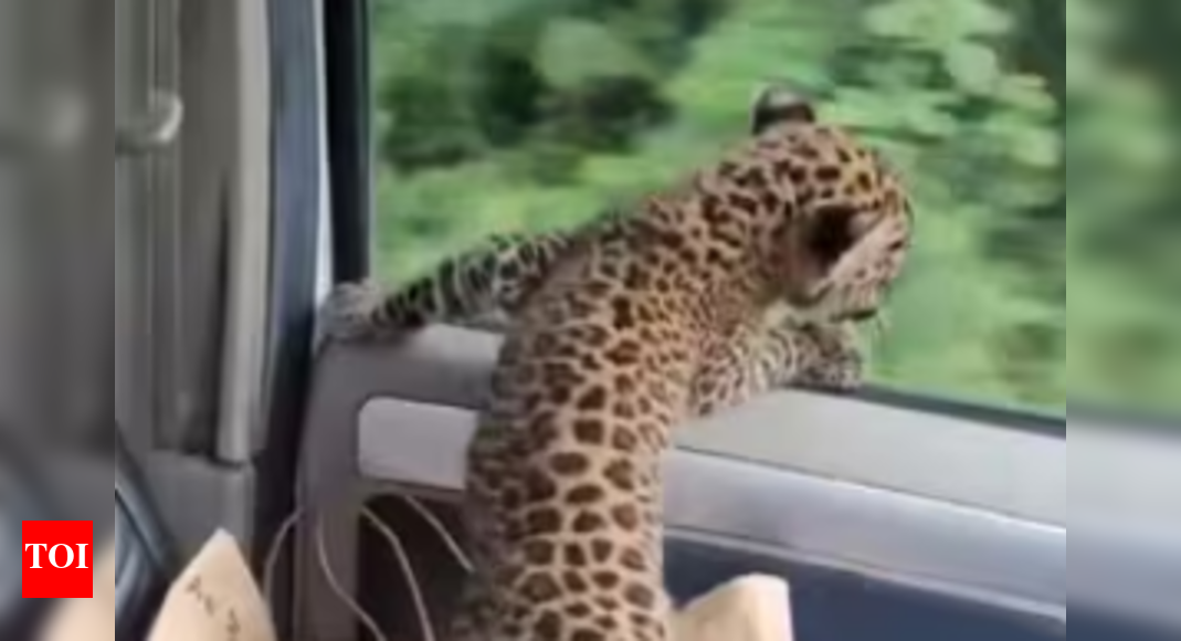 Leopard baby’s car ride: Lost cub's rescue by a local is the cutest ...
