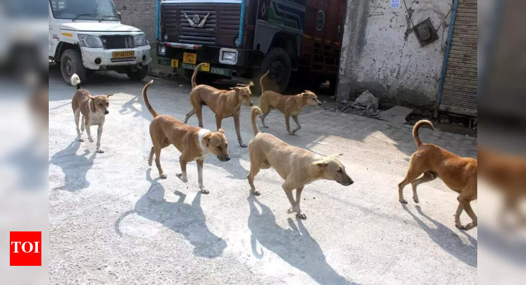 Relocating street dogs: Where are the shelters in Delhi-NCR? | Noida ...