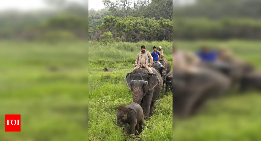 From raising orphaned elephants calves to rescuing tigers, Dudhwa ...
