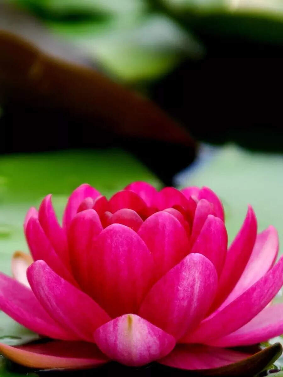 Set up a mini lotus pond at home with these easy tips | Times of India