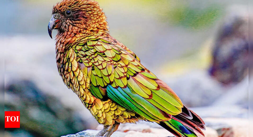 Meet the Kea: The world’s only alpine parrot native to New Zealand ...