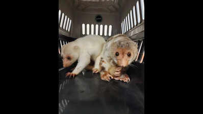 Trafficked Meerkats, Lizards, and More Sent Back to Bangkok After ...