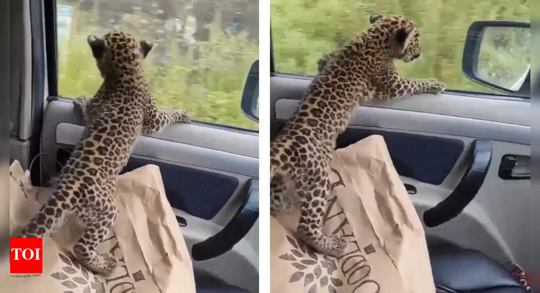 Viral video shows man taking leopard cub in car; IFS officer explains ...