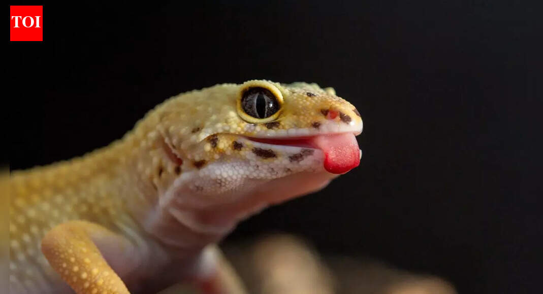 6 lizards that prove reptiles can be adorable