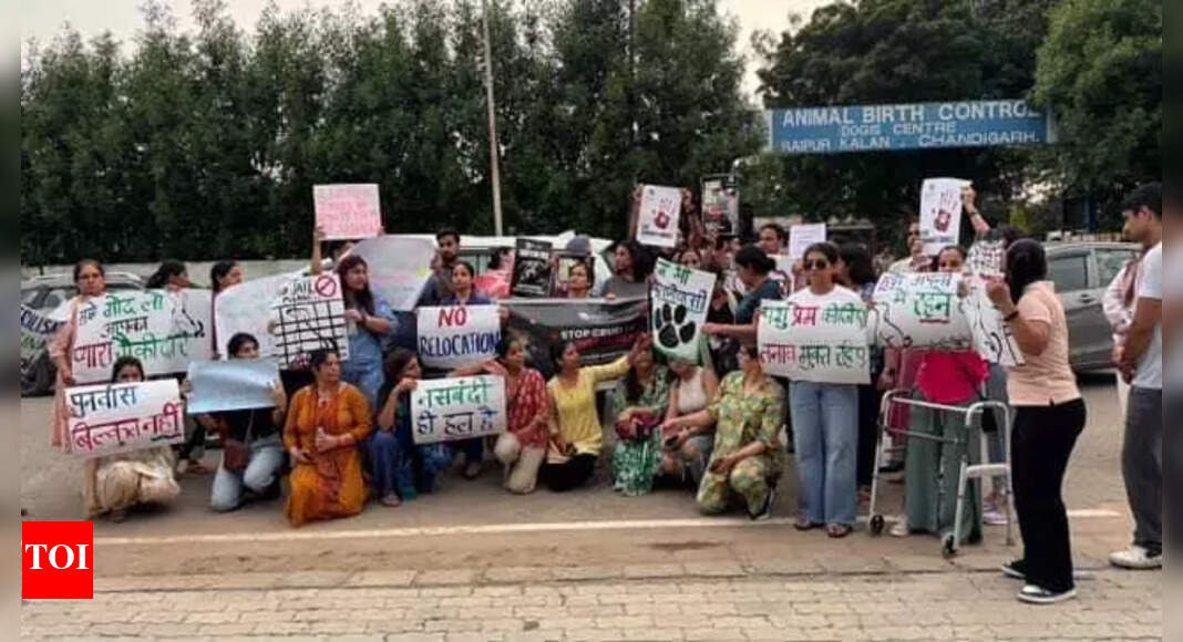Protests erupt at ABC centre over stray dog pick-ups | Chandigarh News ...
