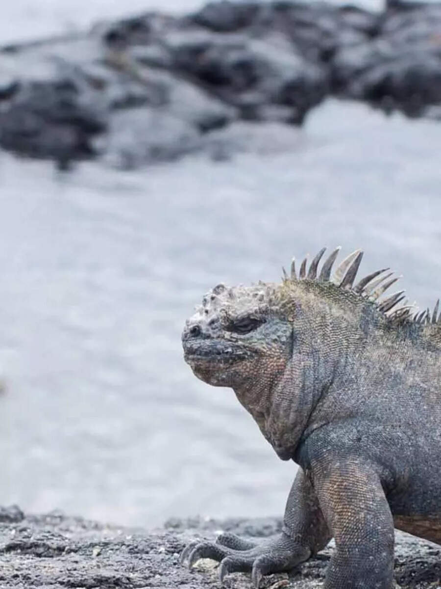10 creatures that can live inside volcanic zones | Times of India