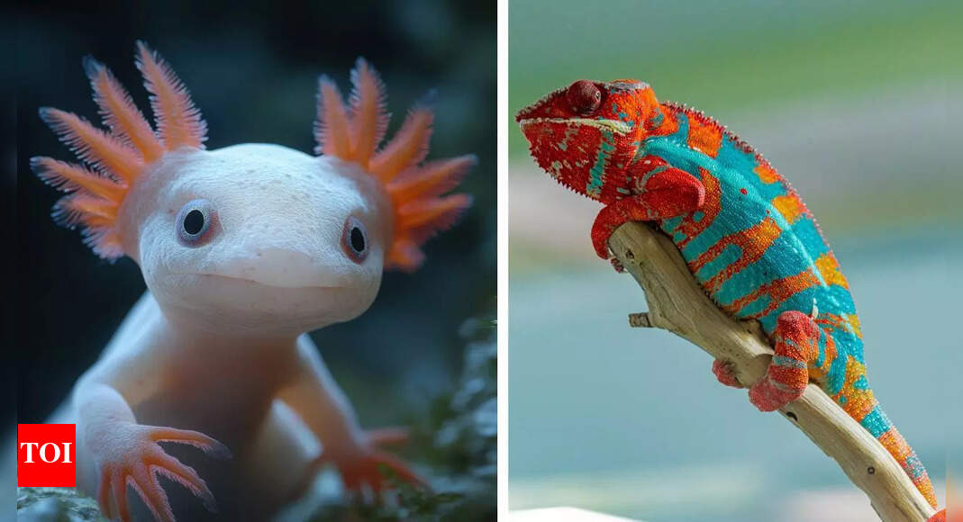 6 animals that use mimicry to survive—and the surprising ways they do it | - The Times of India