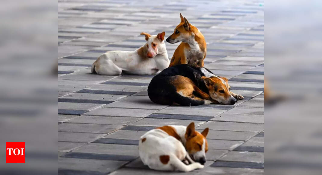 Mumbai sterilises 57 street dogs every day, sees drop in stray numbers ...